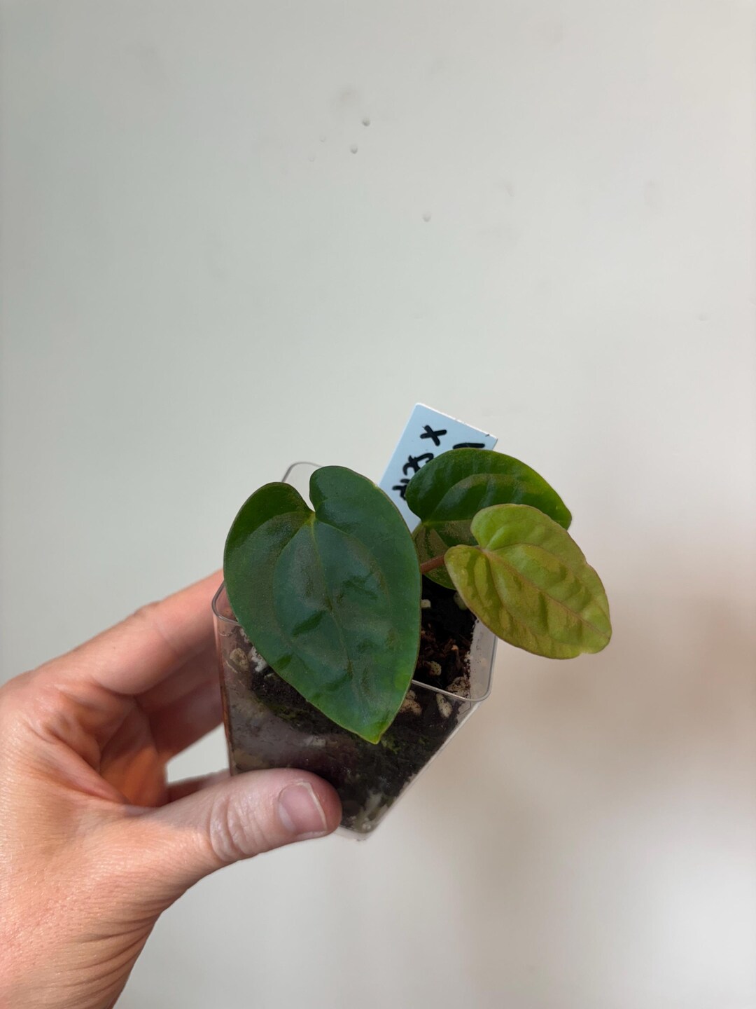 Anthurium Pap Voldemort Self X Pandamonium (pap X BVEP) - Etsy
