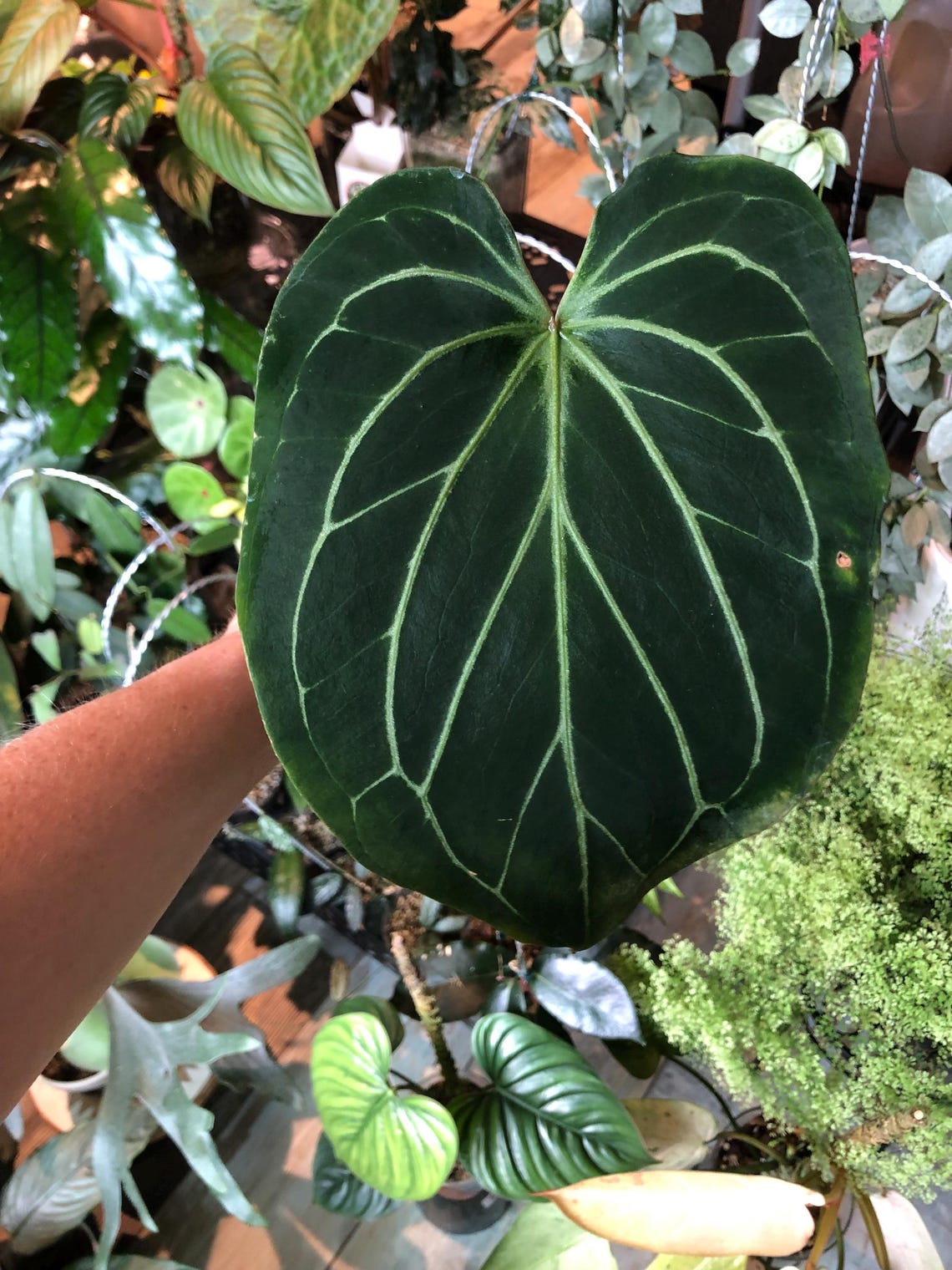 Anthurium King of Spades Wide Sinus Chonk - Etsy