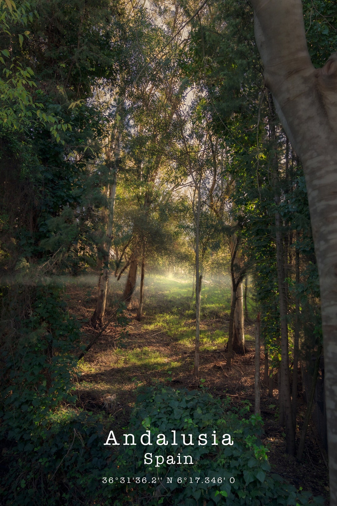 Enchanted Forest Photography Andalusia: Sun Between Trees, Magical ...