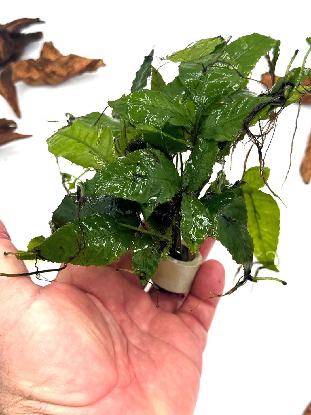 African Water Fern – Bolbitis Heteroclita Low Tech Low Light Easy Live ...
