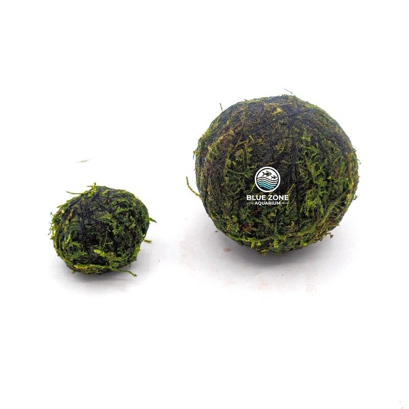 Moss Ball Terrarium - Etsy