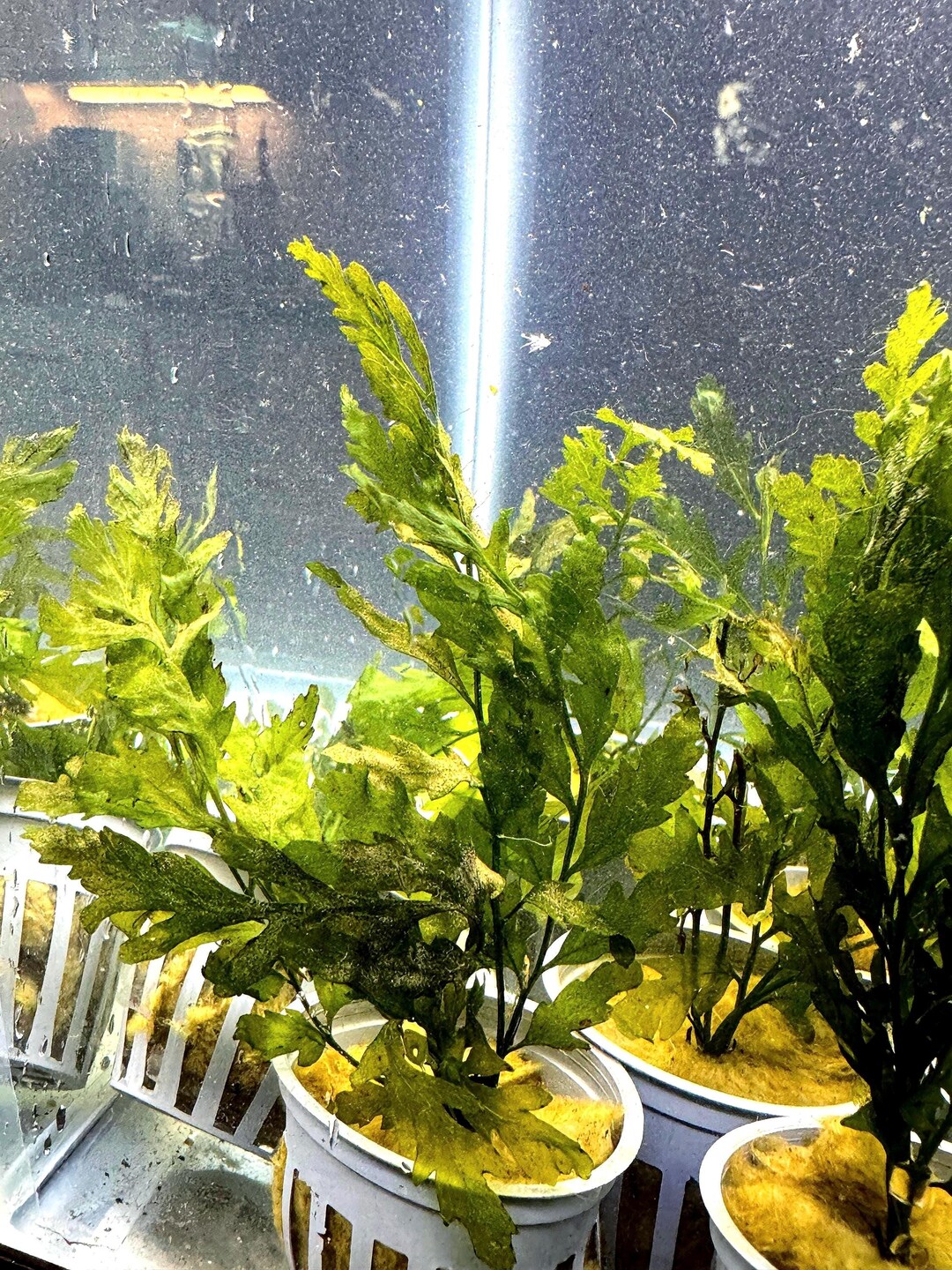 Bolbitus African Fern Potted - Etsy