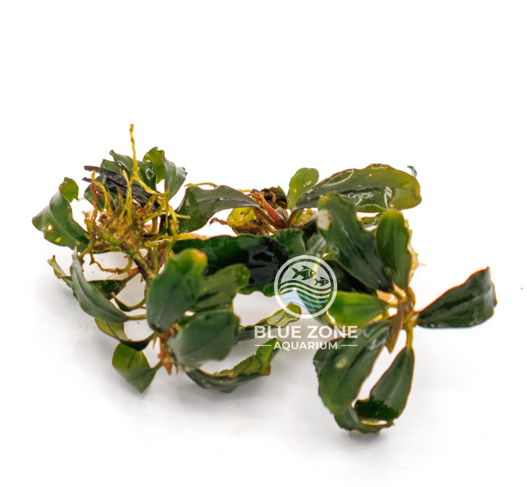 Bucephalandra Mini Boyan Live Aquarium Plant | Foreground to Midground ...