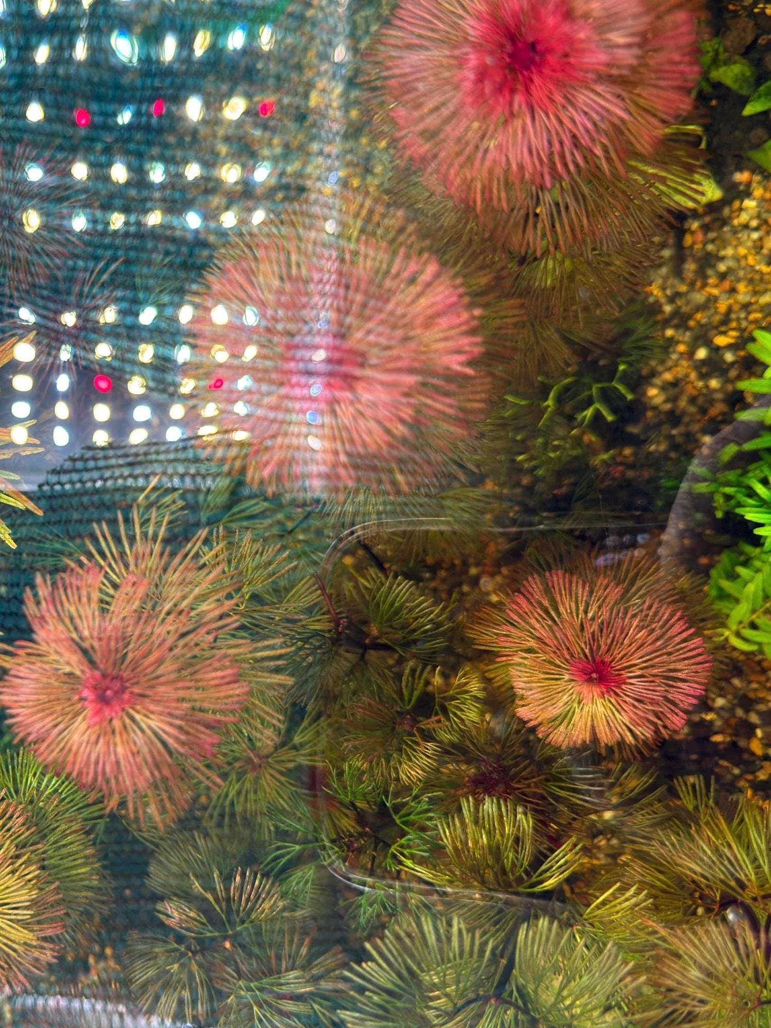 Purple Cabomba 3 Stems 1 Free - Etsy