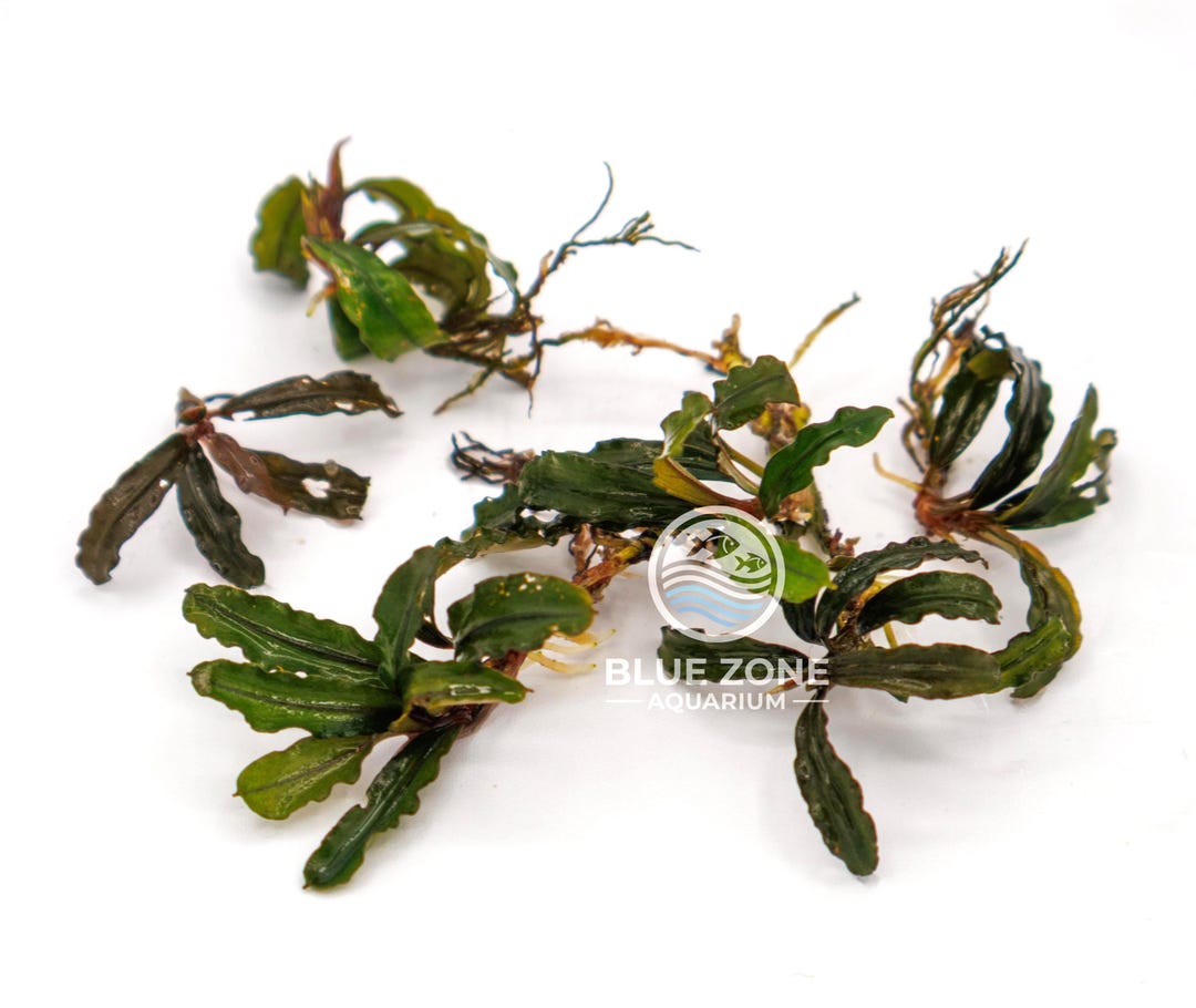 Bucephalandra Velvet Live Aquarium Plant | Low Light | Easy Care ...
