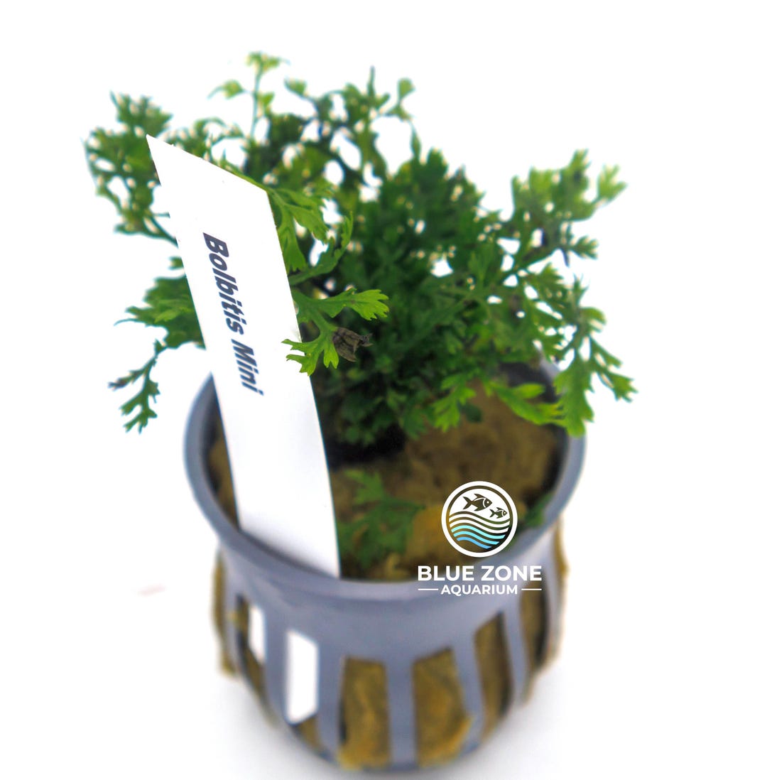 Bolbitis Mini Live Aquatic Plant | Low Light Freshwater Fern | Easy ...