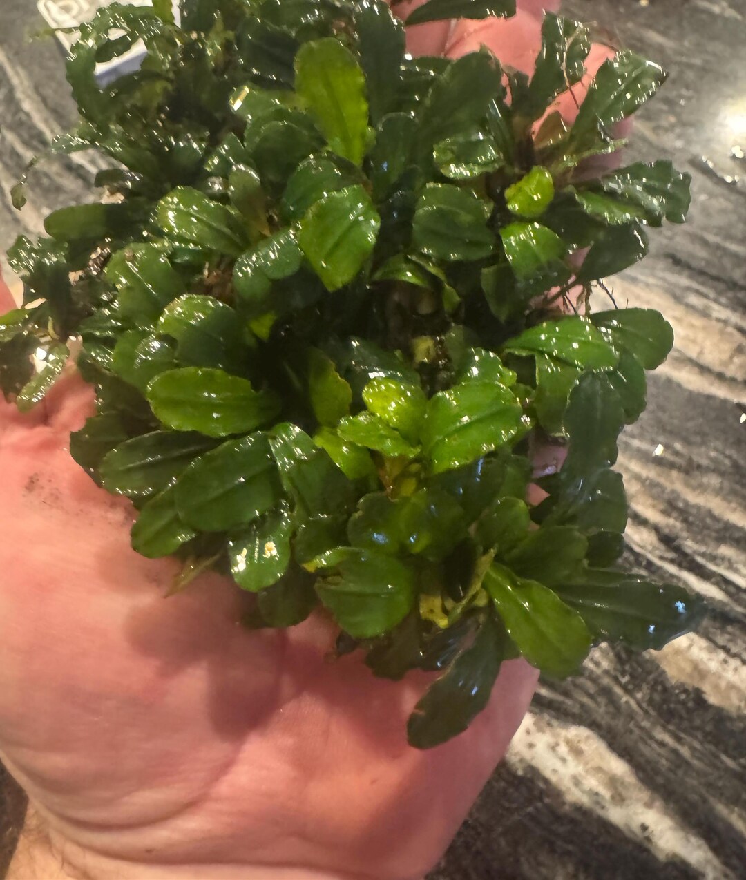 Bucephalandra 3on Steel Mesh Live Aquarium Plant Includes Insulation ...