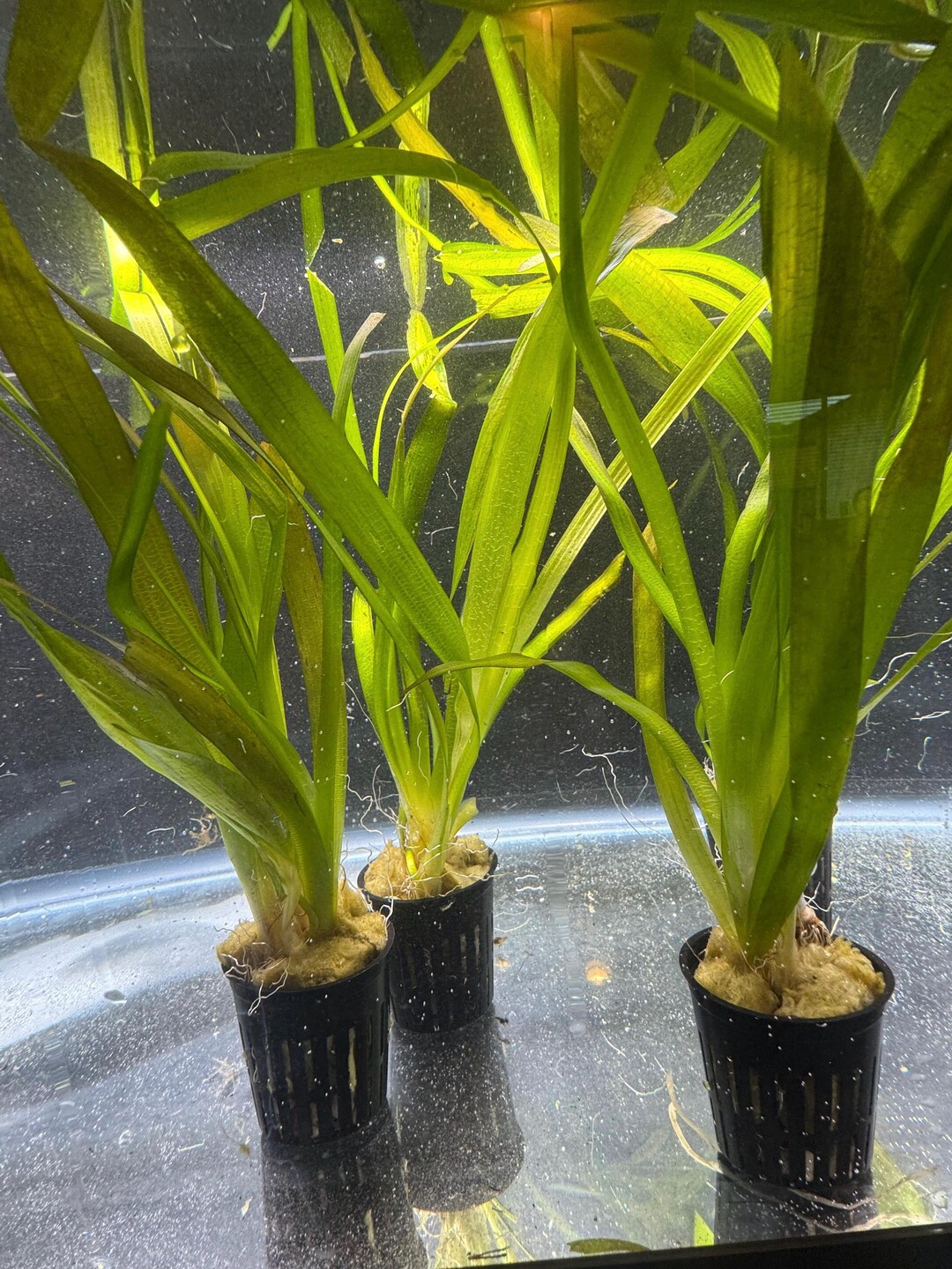 3 per Pot Jungle Val Red Variety Live Vallisneria Aquarium Plant - Etsy