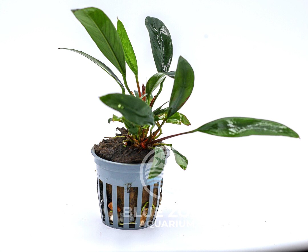 Anubias Afzelii Potted Live Aquarium Plant | Long Narrow Leaves | Easy ...