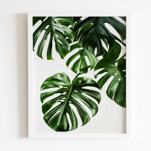 Green Monstera Leaves Photography Poster | Plant Wall Art | Printable ...