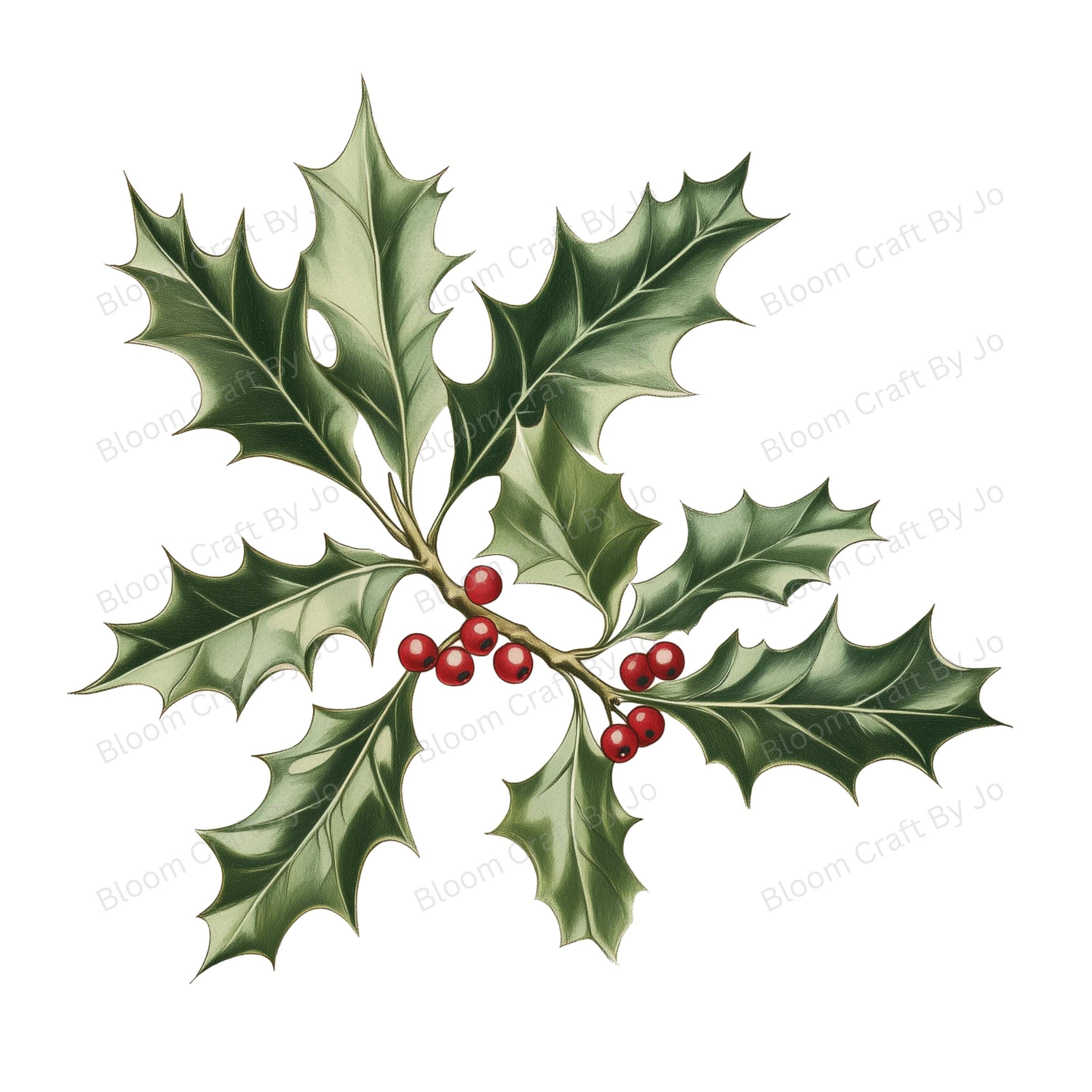 Vintage Holly Clip Art Set – December Birth Flower | Digital Download ...