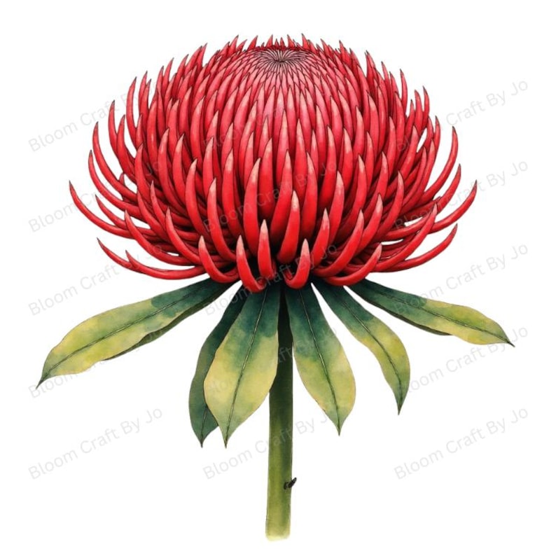 Waratah | Australian Wildflower Clip Art – Watercolor Botanical Art ...