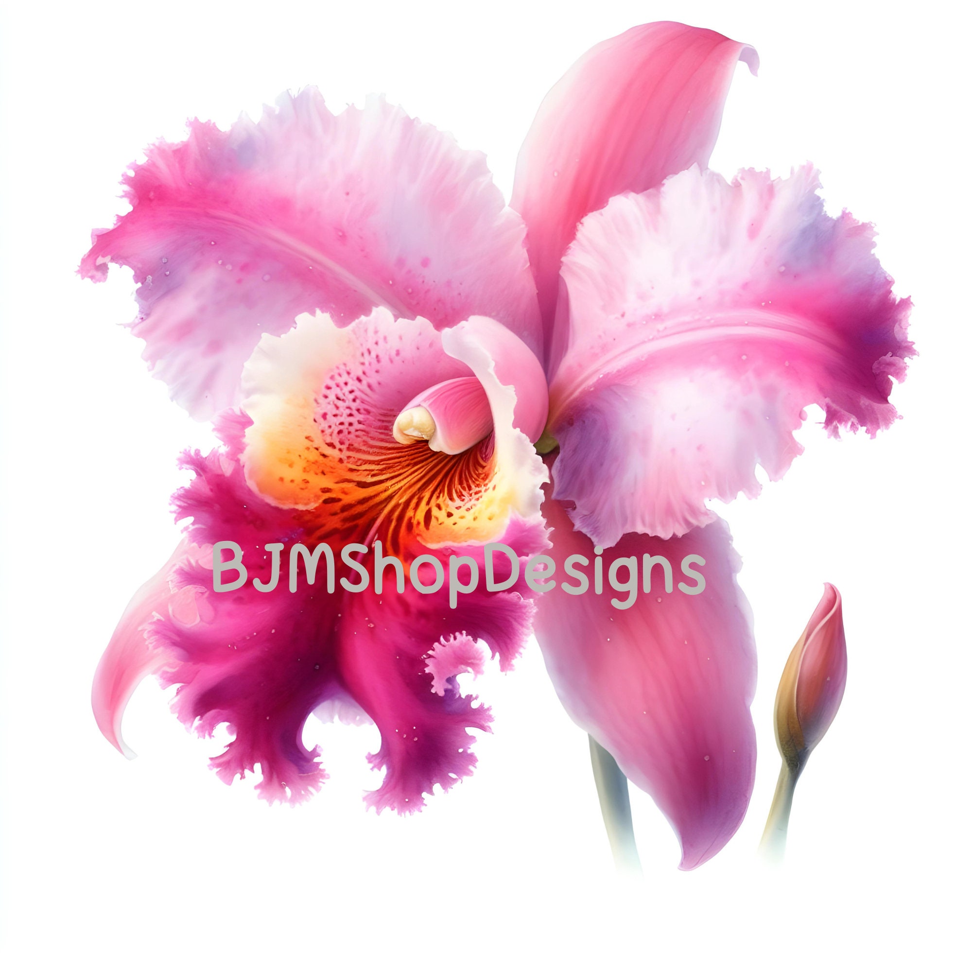 Pink Cattleya Orchid, Clipart, Art Print Decor, Wall Art, Card Making ...