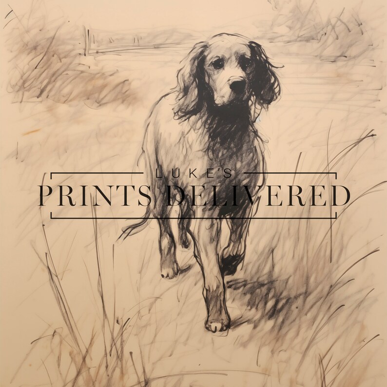 English Spaniel Sketch Print - Vintage Style Dog Portrait - Pet Fine ...