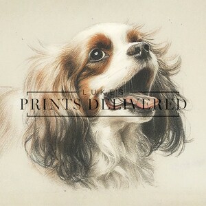 Playful Cavalier Sketch Drawing Art Print - King Charles Spaniel ...