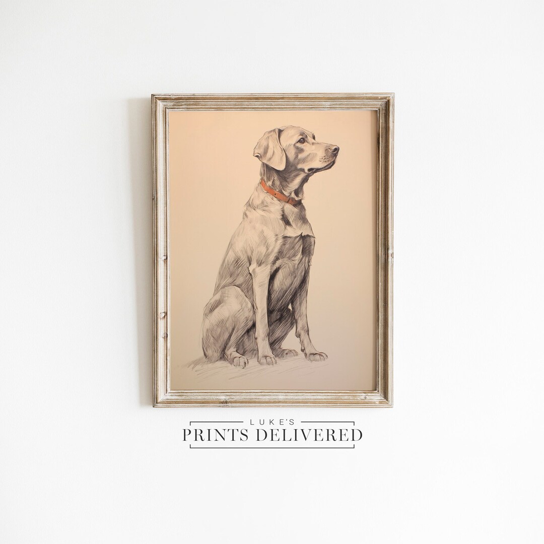 Sitting Labrador Sketch Print - Fine Art, Semi-glossy & Matte Finish ...