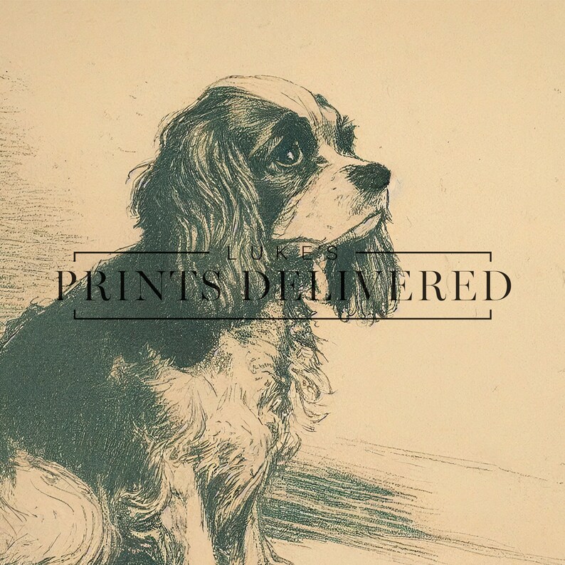 Rustic Cavalier Art Print - King Charles Spaniel Drawing - Cute Dog ...