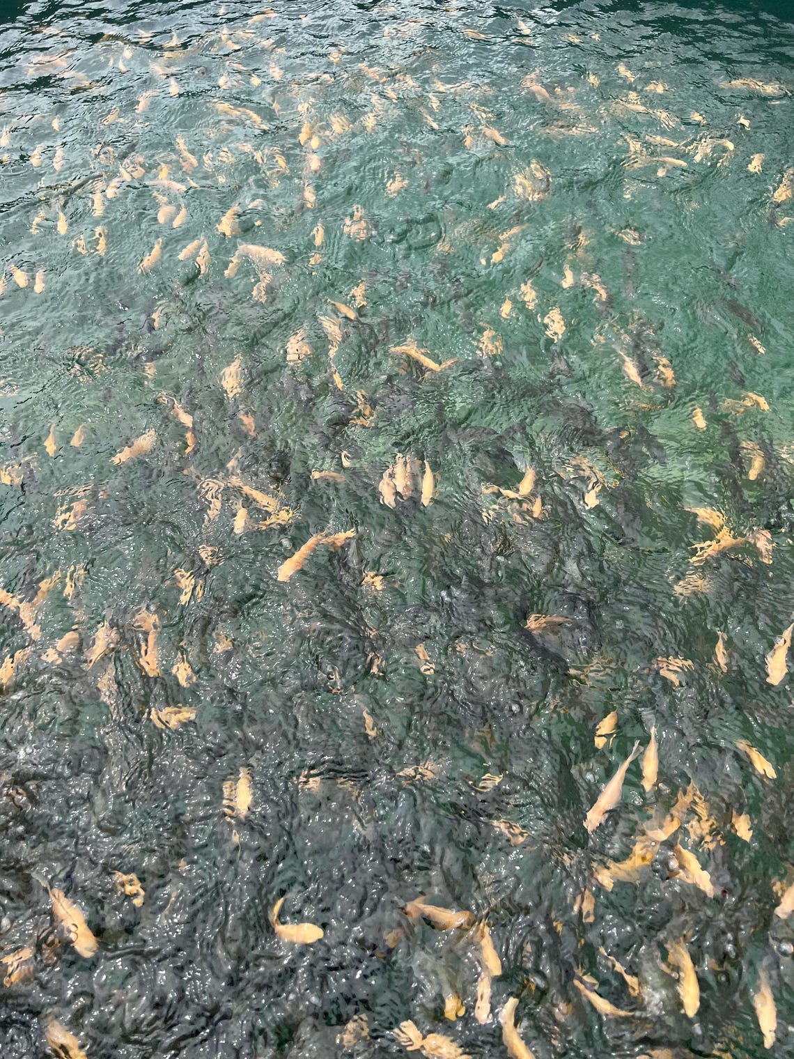 Tilapia Fingerlings 20ct - Etsy