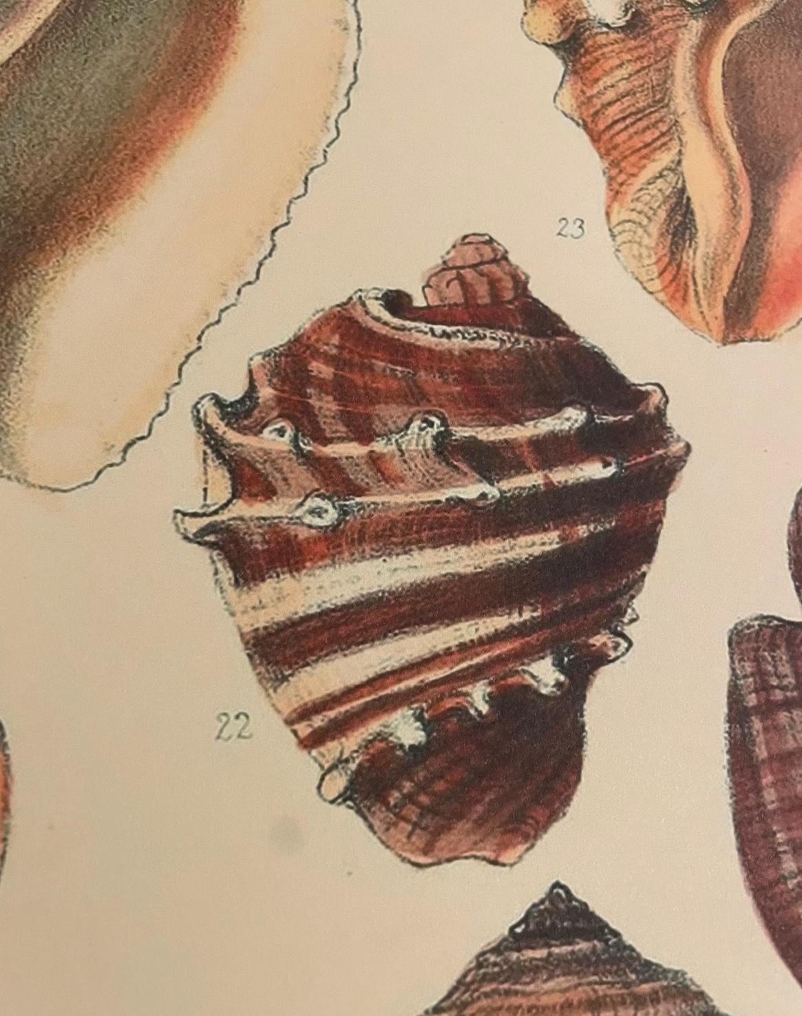 Beautiful Artwork, Shells, Drawn Artwork, Seashells, Framed Artwork ...