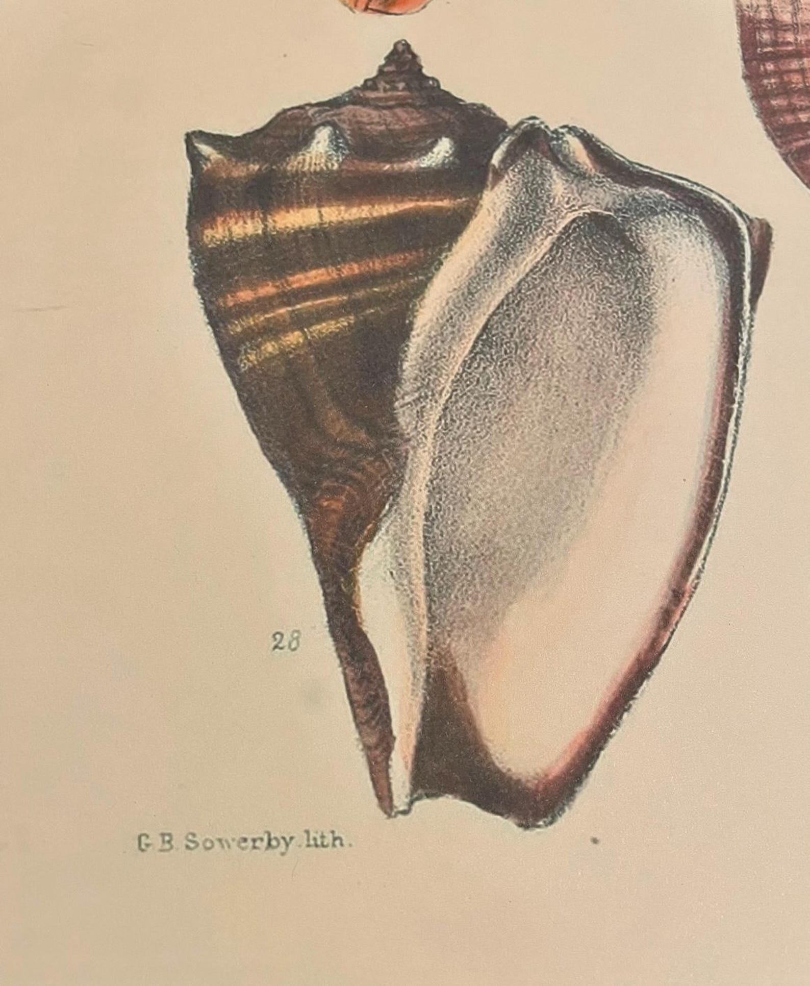 Beautiful Artwork, Shells, Drawn Artwork, Seashells, Framed Artwork ...