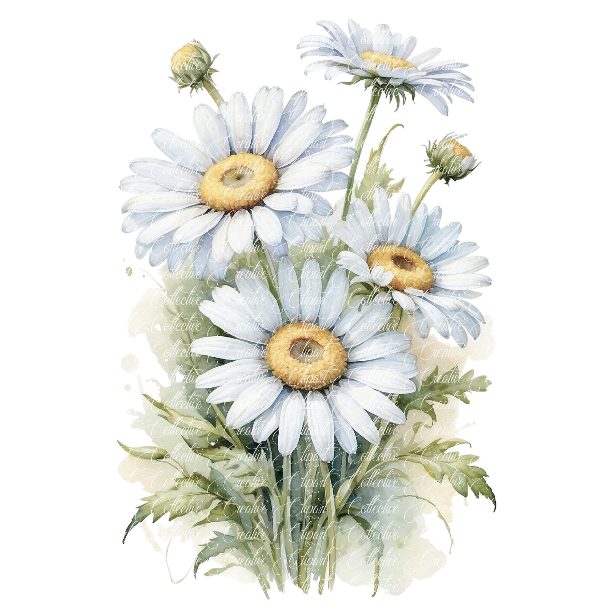 12 Watercolor Daisy Clipart, Daisy Flower, Daisy Clipart, Scrapbook ...