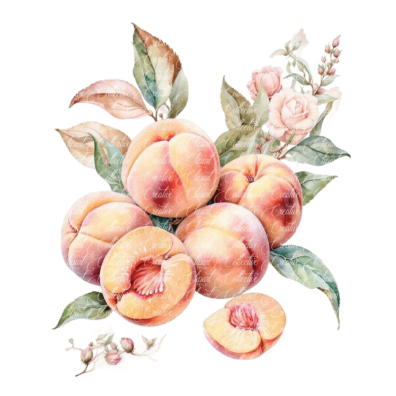 14 Peach Clipart, Watercolor Peach Clipart, Peaches Clip Art ...
