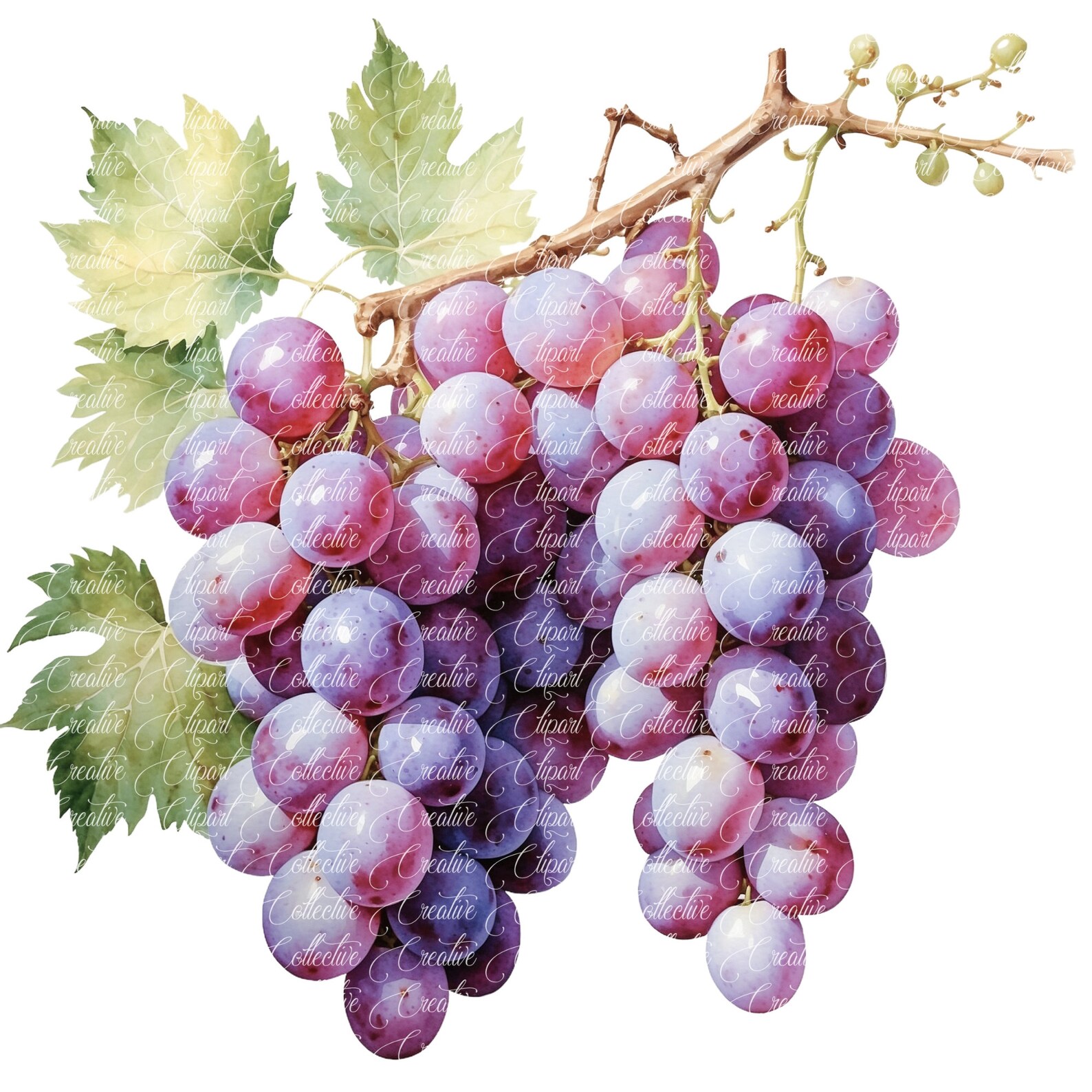 12 Watercolor Grapes Clipart, Bunch of Grapes Clipart, Fruit Clipart ...