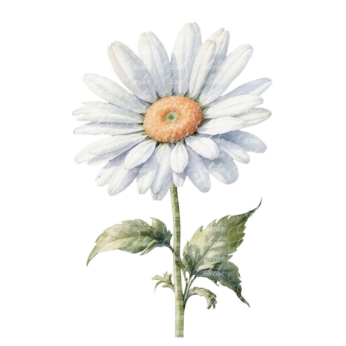 12 Watercolor Daisy Clipart, Daisy Flower, Daisy Clipart, Scrapbook ...