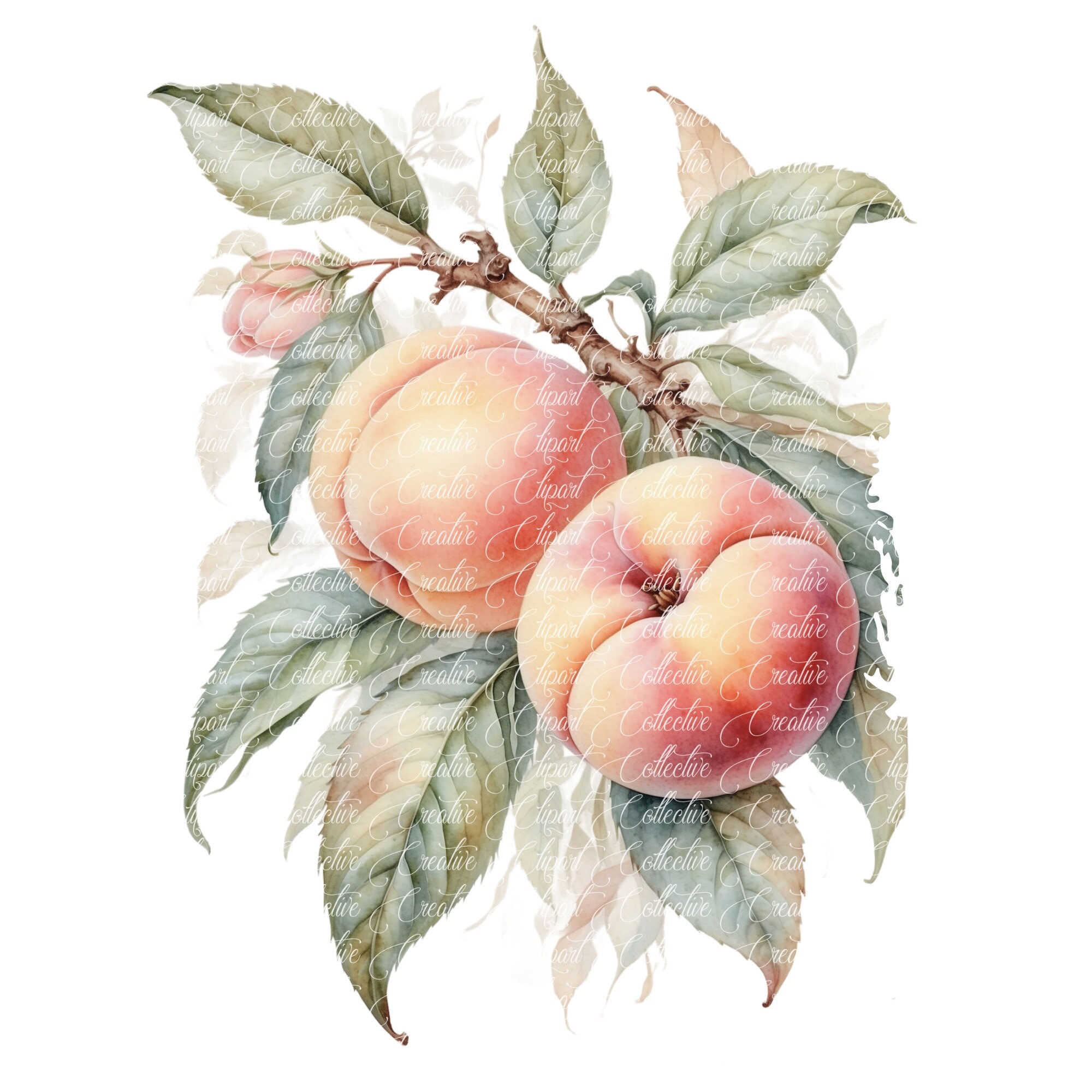 14 Peach Clipart, Watercolor Peach Clipart, Peaches Clip Art ...