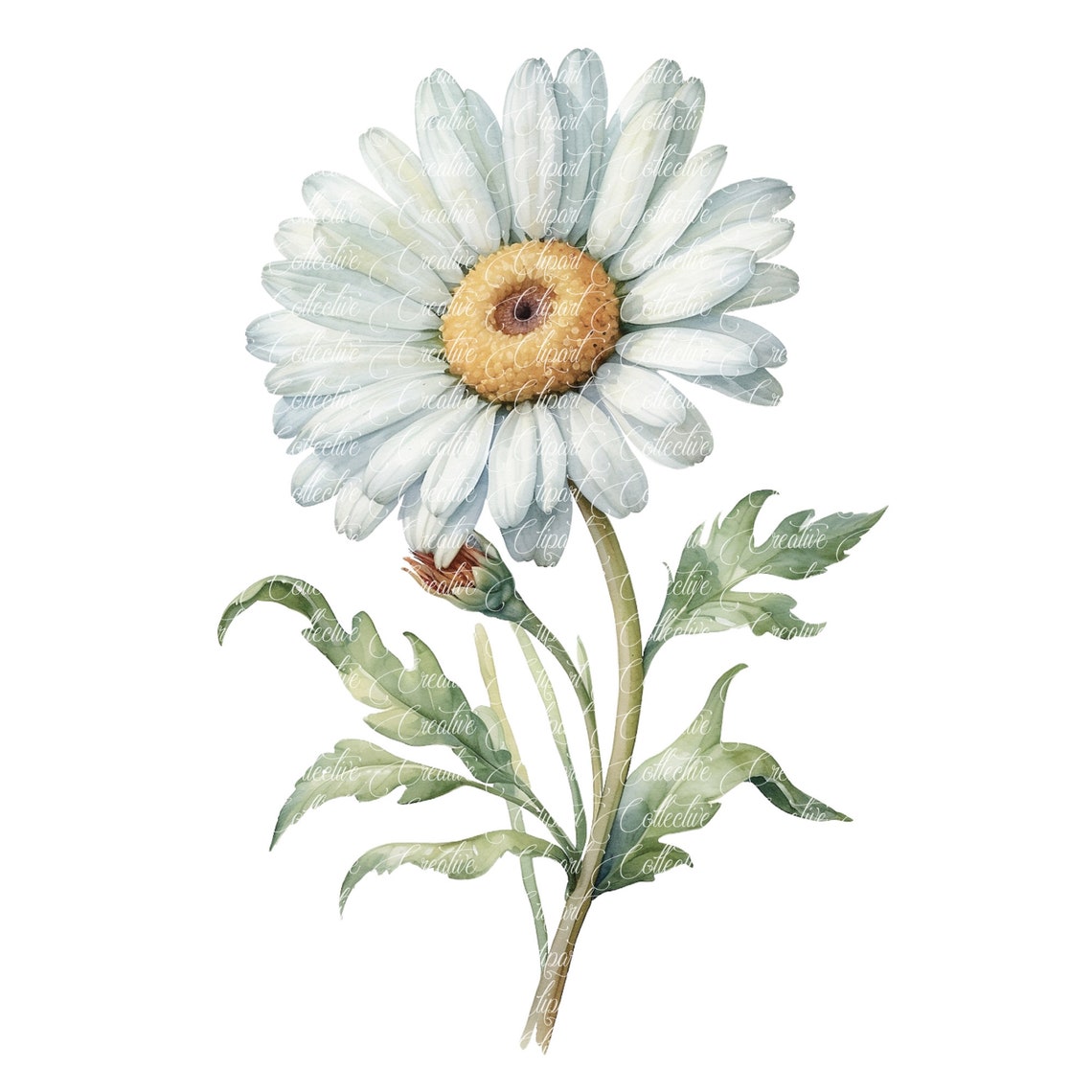 12 Watercolor Daisy Clipart, Daisy Flower, Daisy Clipart, Scrapbook ...
