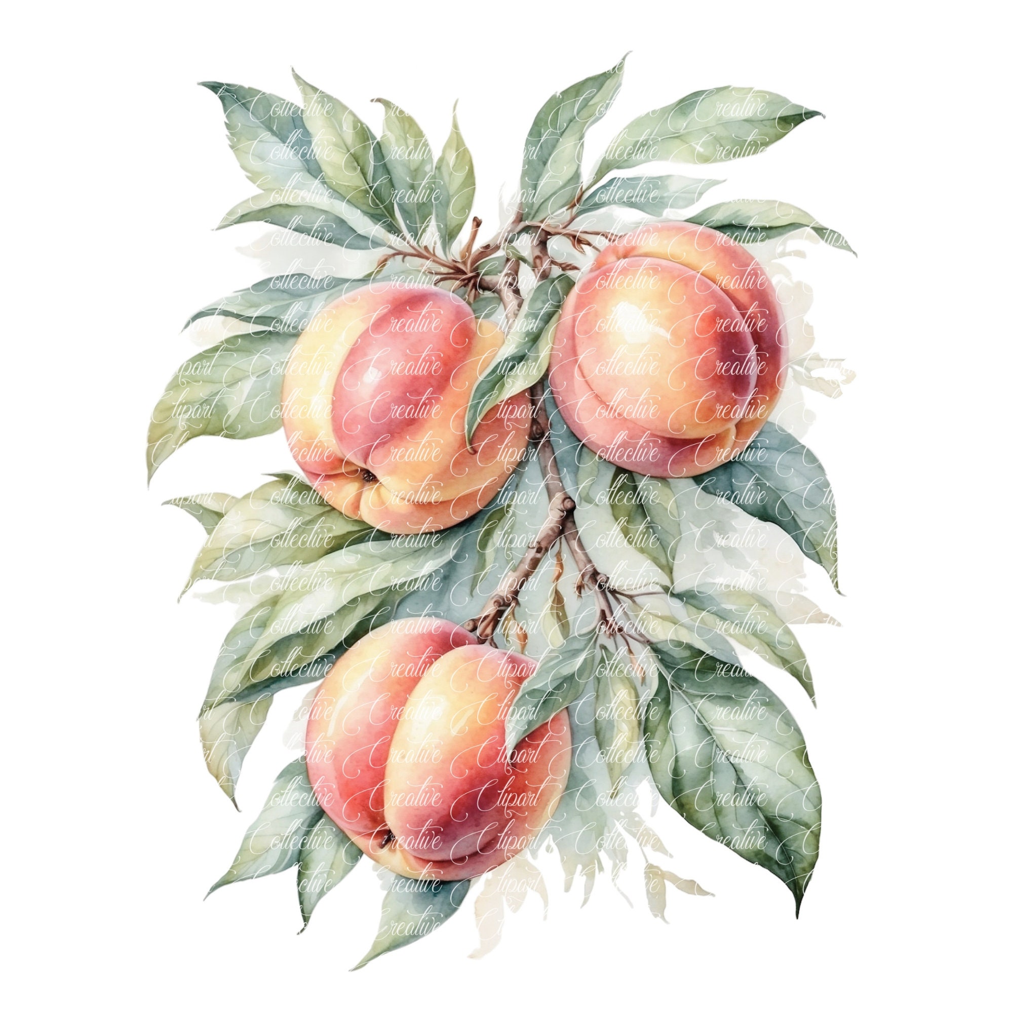 14 Peach Clipart, Watercolor Peach Clipart, Peaches Clip Art ...