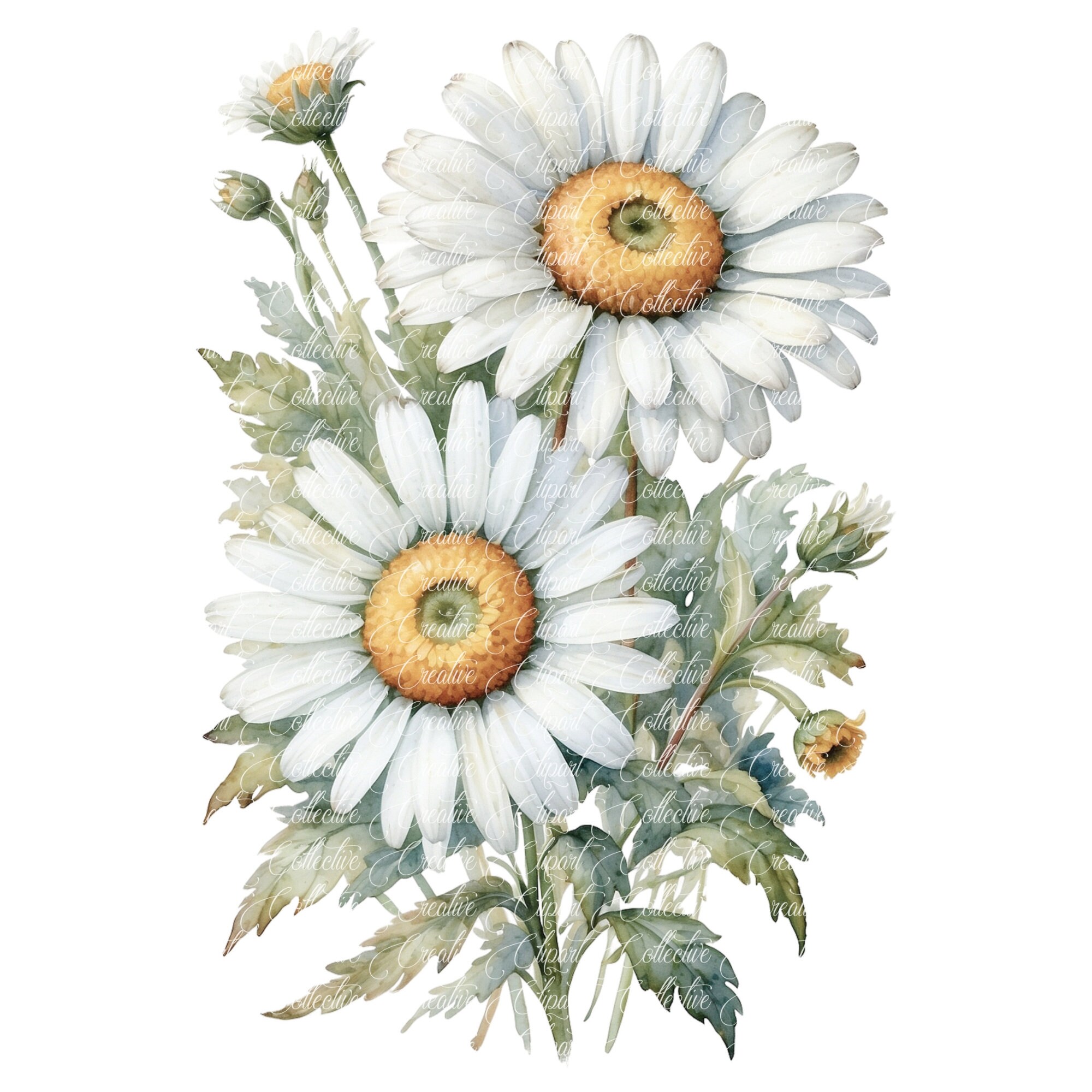 12 Watercolor Daisy Clipart, Daisy Flower, Daisy Clipart, Scrapbook ...