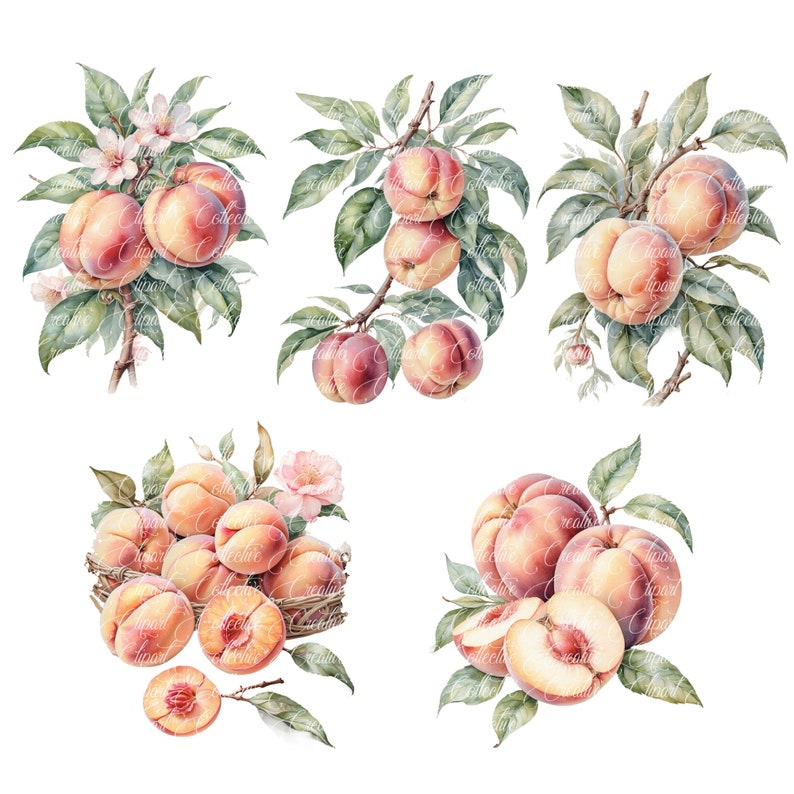 14 Peach Clipart, Watercolor Peach Clipart, Peaches Clip Art ...