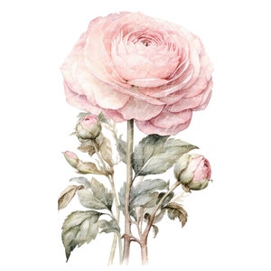 12 Pink Ranunculus Clipart, Floral Clipart, Wedding Clipart, Printable ...