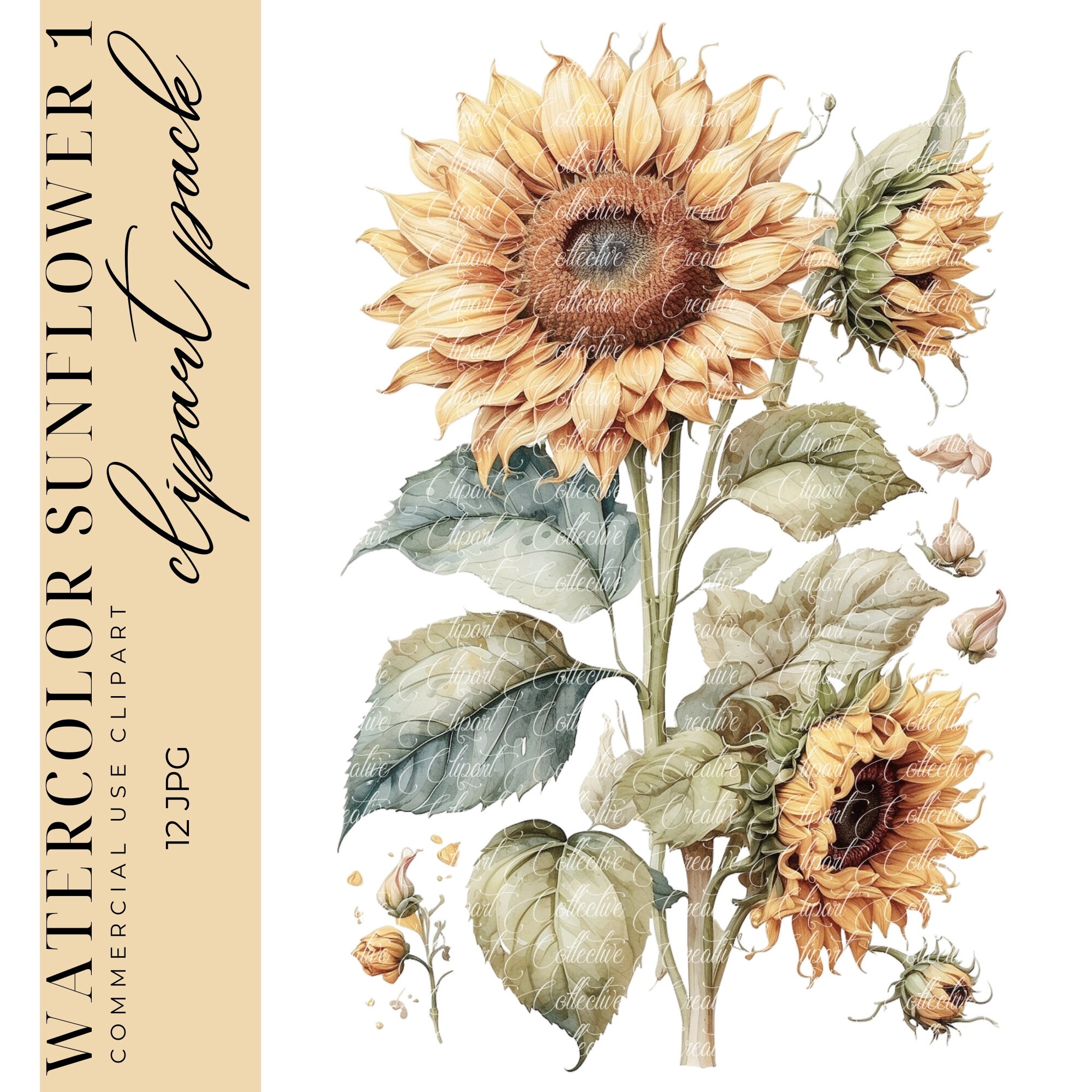 12 Sunflower Clipart, Watercolor Sunflower Clipart, Floral Clipart ...