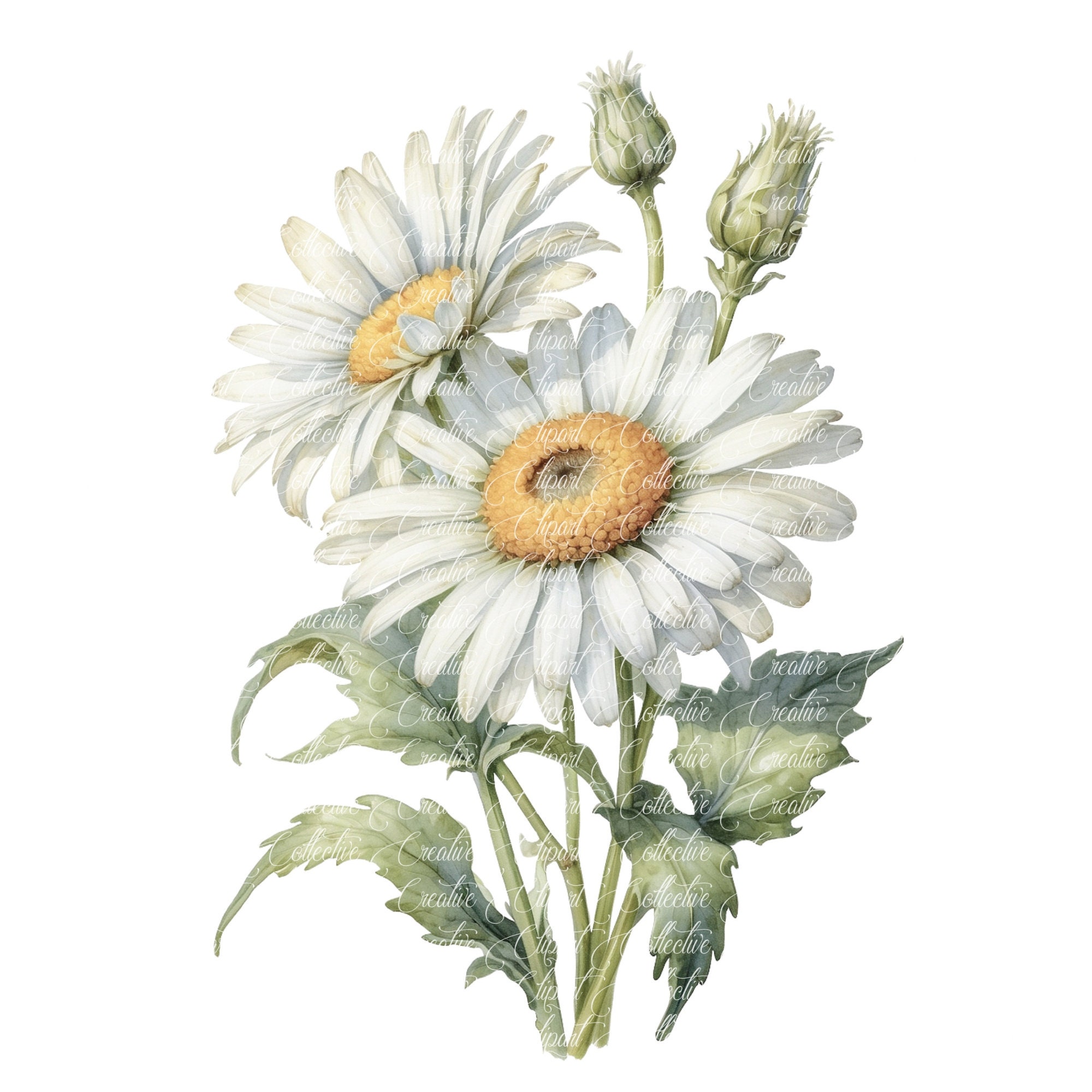 12 Watercolor Daisy Clipart, Daisy Flower, Daisy Clipart, Scrapbook ...