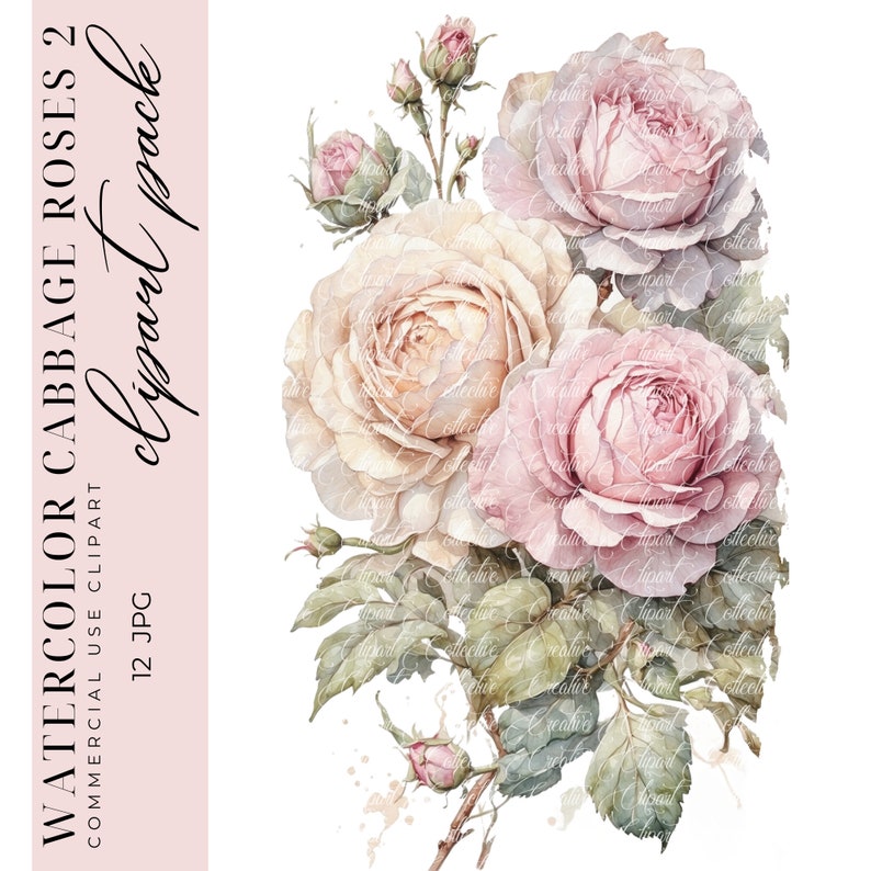 12 Rose Clipart, Watercolor Cabbage Rose Clipart, Shabby Chic Clipart ...