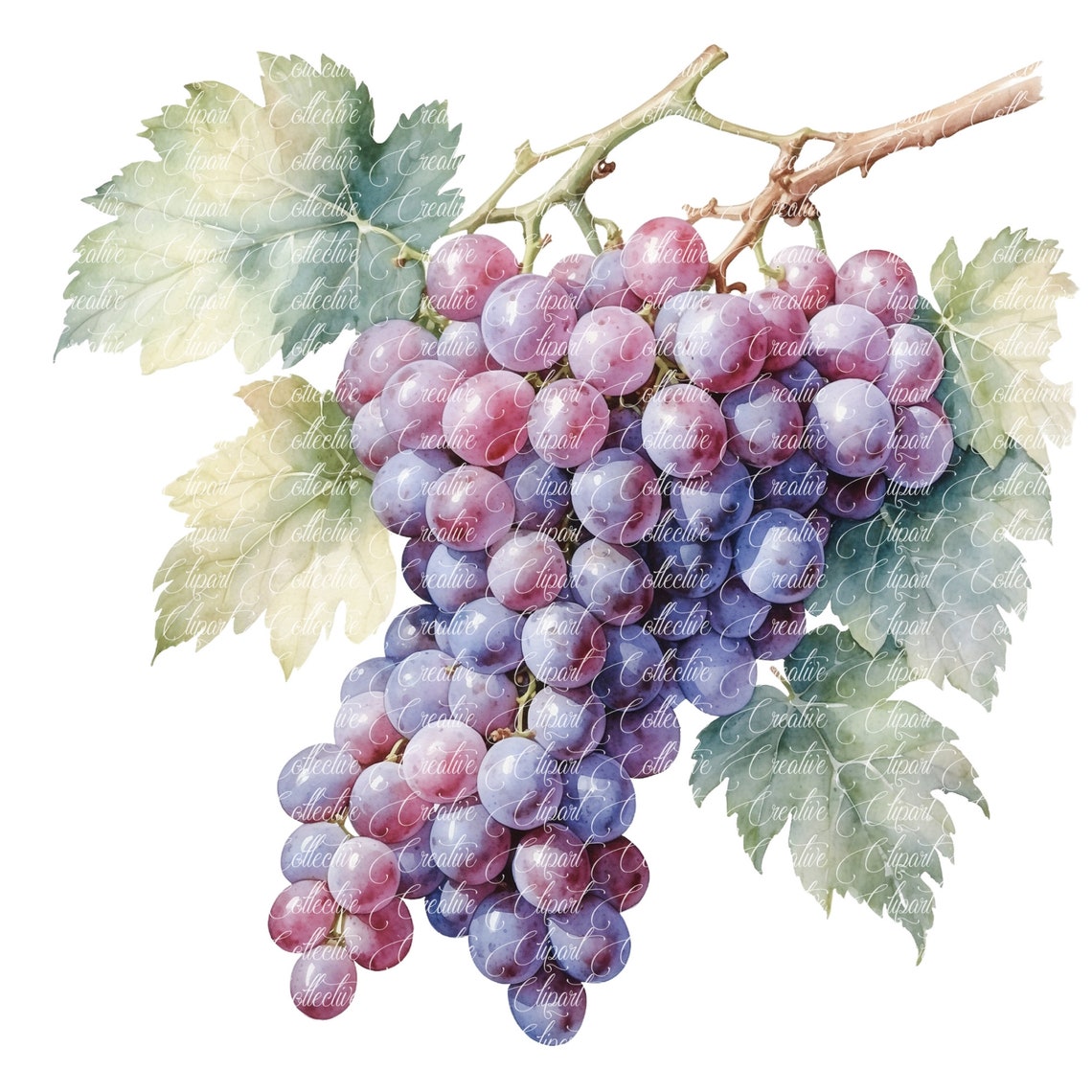 12 Watercolor Grapes Clipart, Bunch of Grapes Clipart, Fruit Clipart ...