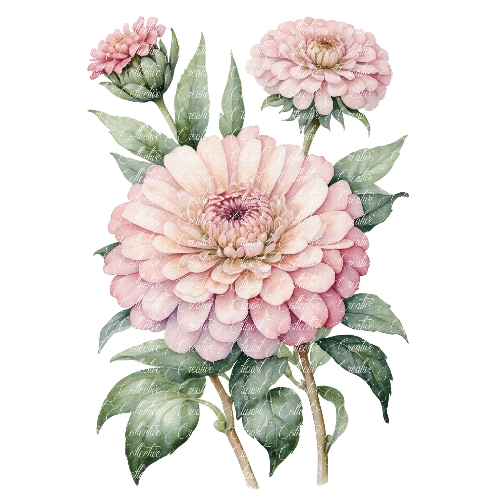 12 Watercolor Zinnia Clipart, Flower Clipart, Floral Clipart, Spring ...