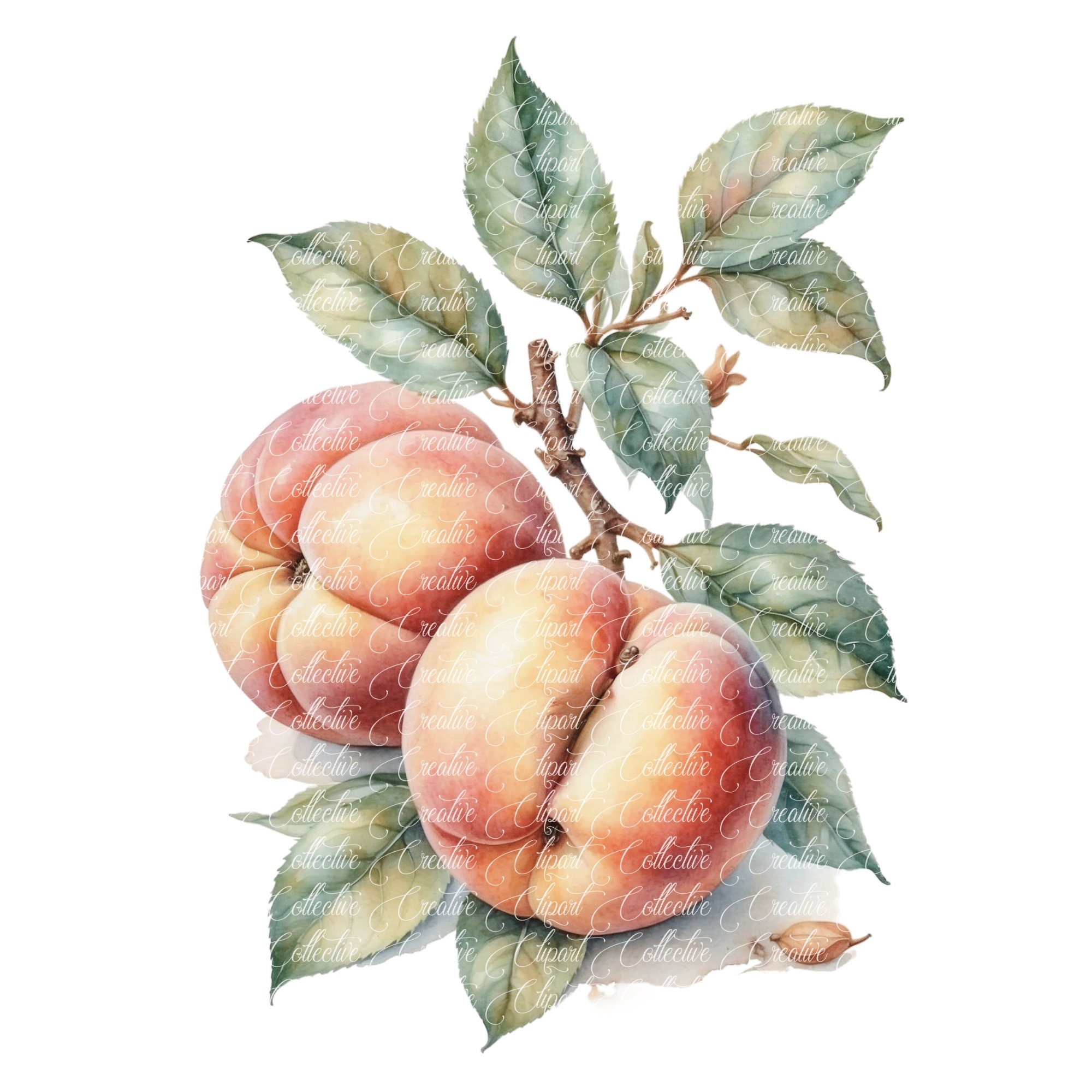 14 Peach Clipart, Watercolor Peach Clipart, Peaches Clip Art ...