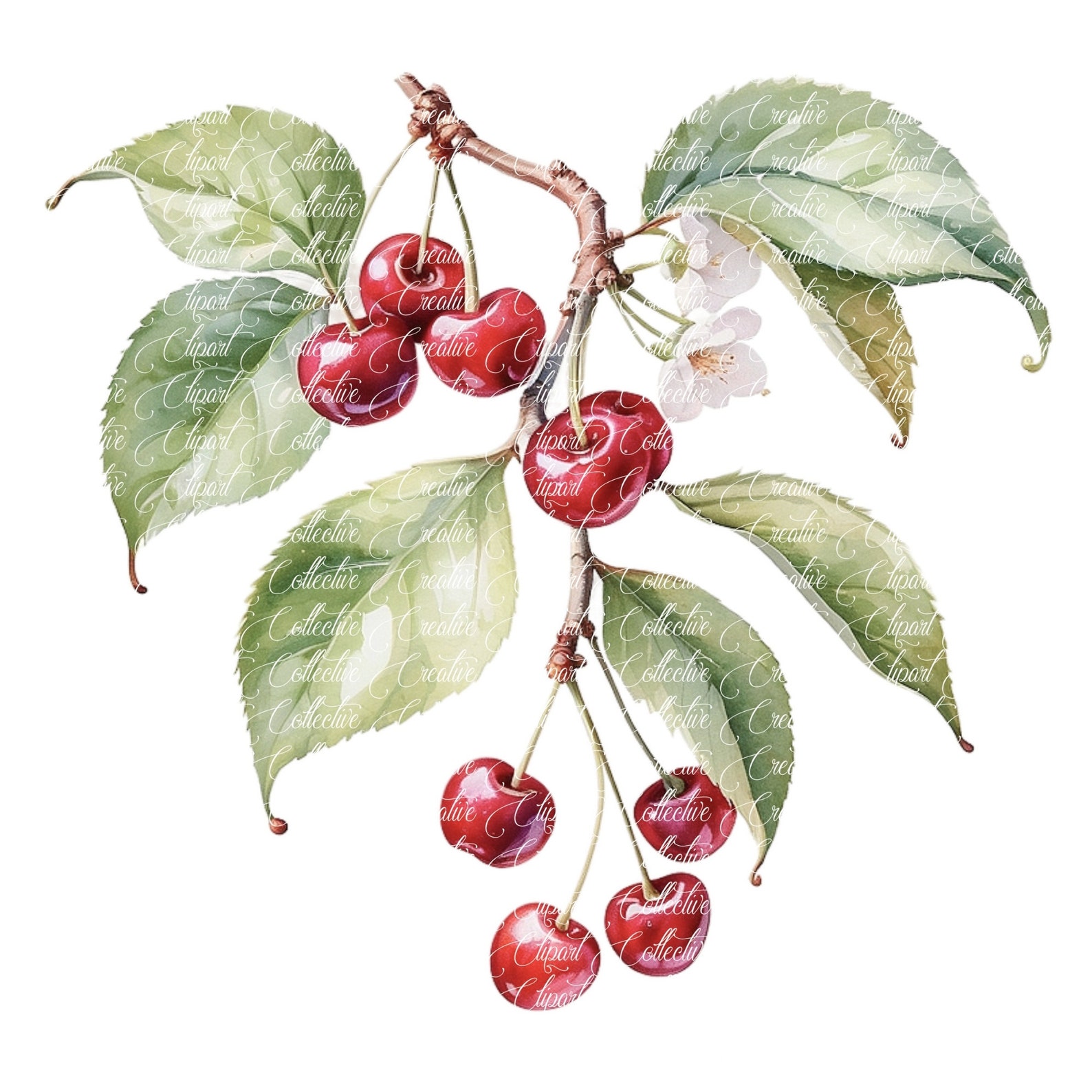 12 Cherry Clipart, Watercolor Cherry Clipart, Fruit Clipart, Printable ...