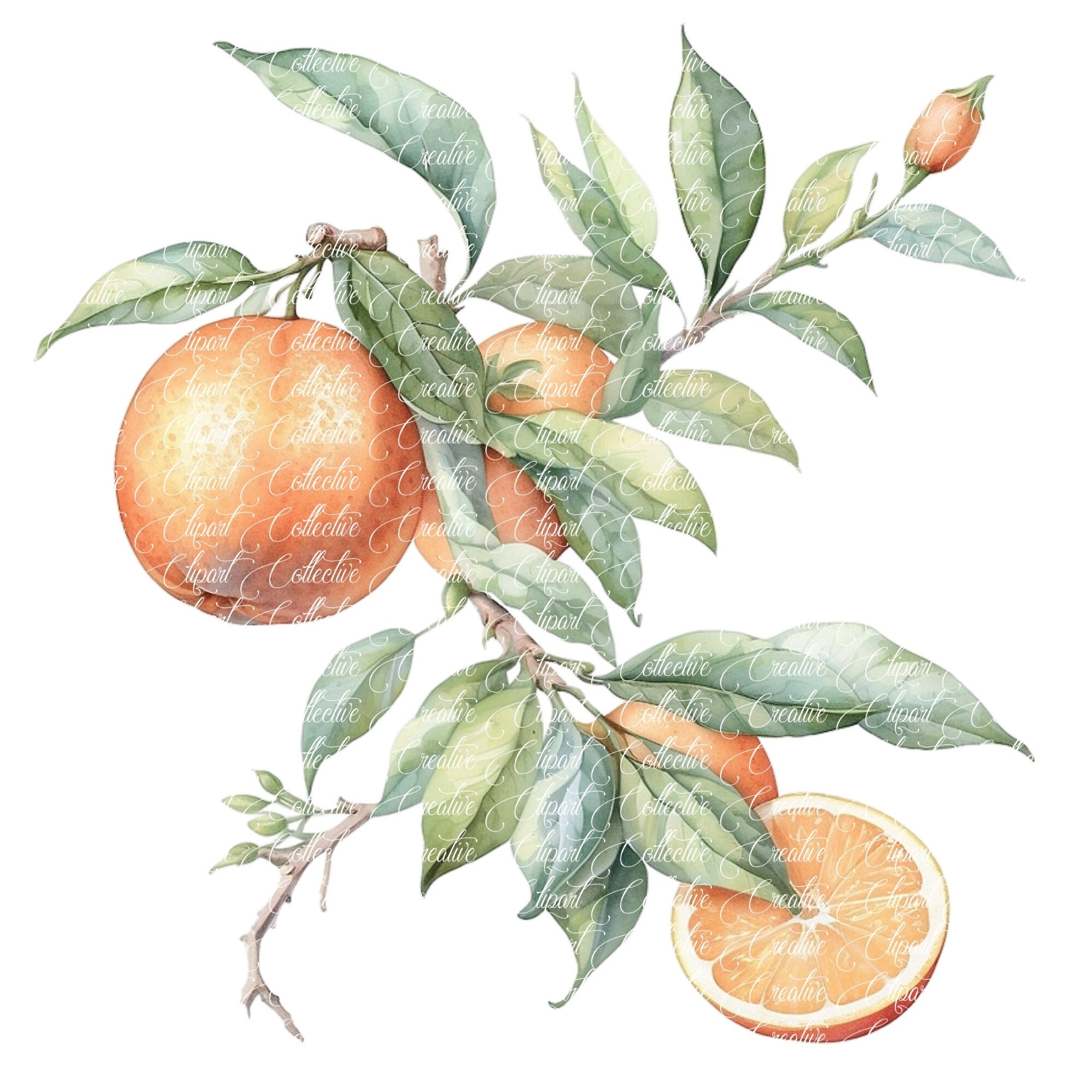 12 Watercolor Orange Clipart, Orange Tree Clipart, Printable Watercolor ...