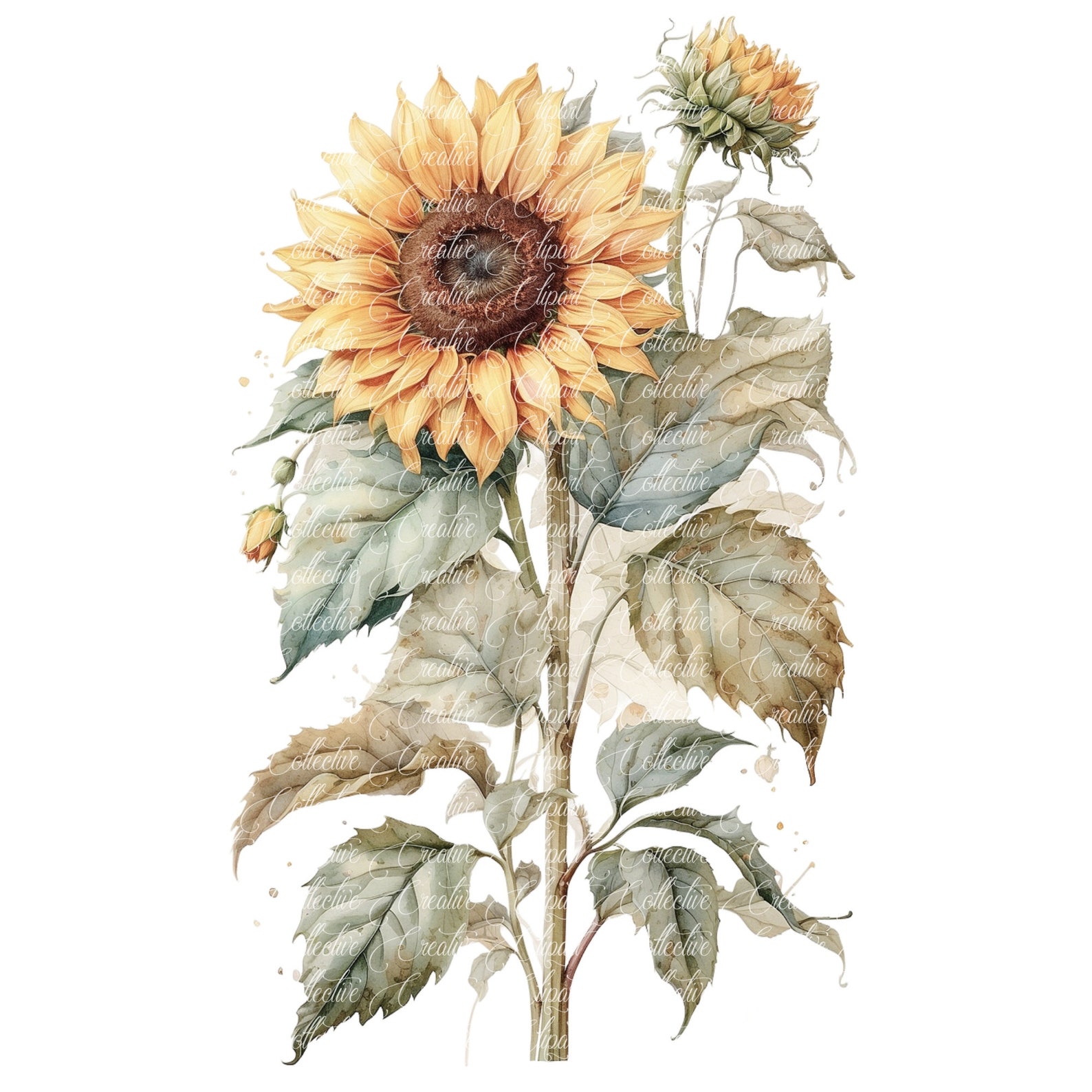 12 Sunflower Clipart, Watercolor Sunflower Clipart, Floral Clipart ...