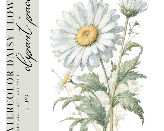 Daisies Daisy Flower Clipart Food 8 High Quality JPG Watercolor Digital ...