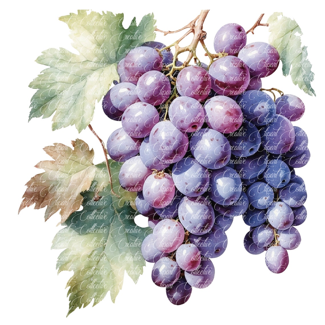 12 Watercolor Grapes Clipart, Bunch of Grapes Clipart, Fruit Clipart ...