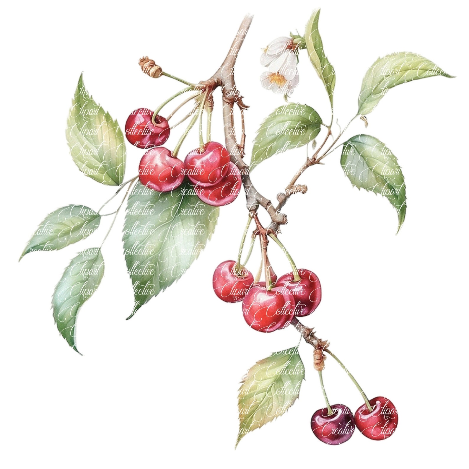 12 Cherry Clipart, Watercolor Cherry Clipart, Fruit Clipart, Printable ...