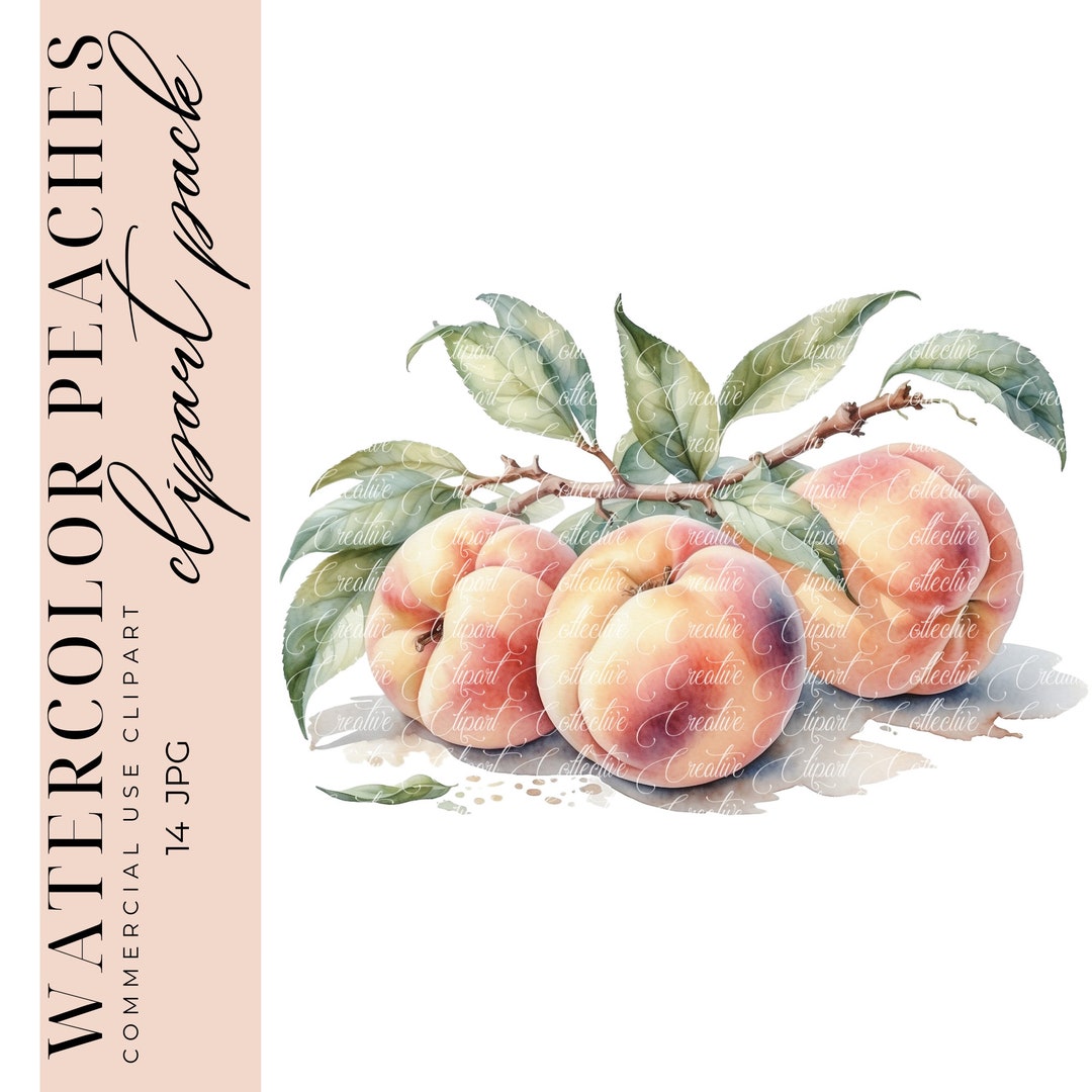 14 Peach Clipart, Watercolor Peach Clipart, Peaches Clip Art ...