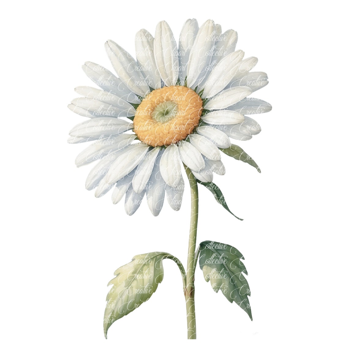 12 Watercolor Daisy Clipart, Daisy Flower, Daisy Clipart, Scrapbook ...