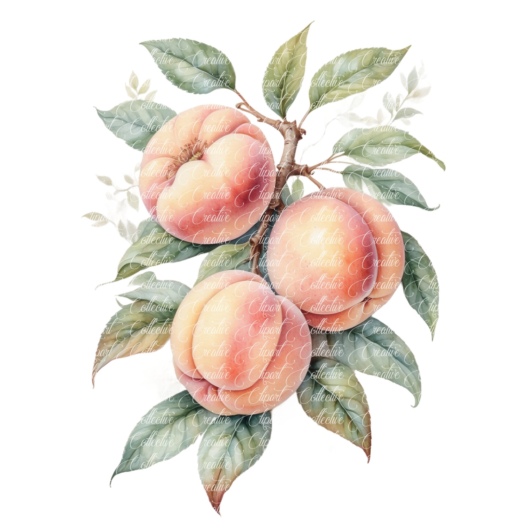 14 Peach Clipart, Watercolor Peach Clipart, Peaches Clip Art ...