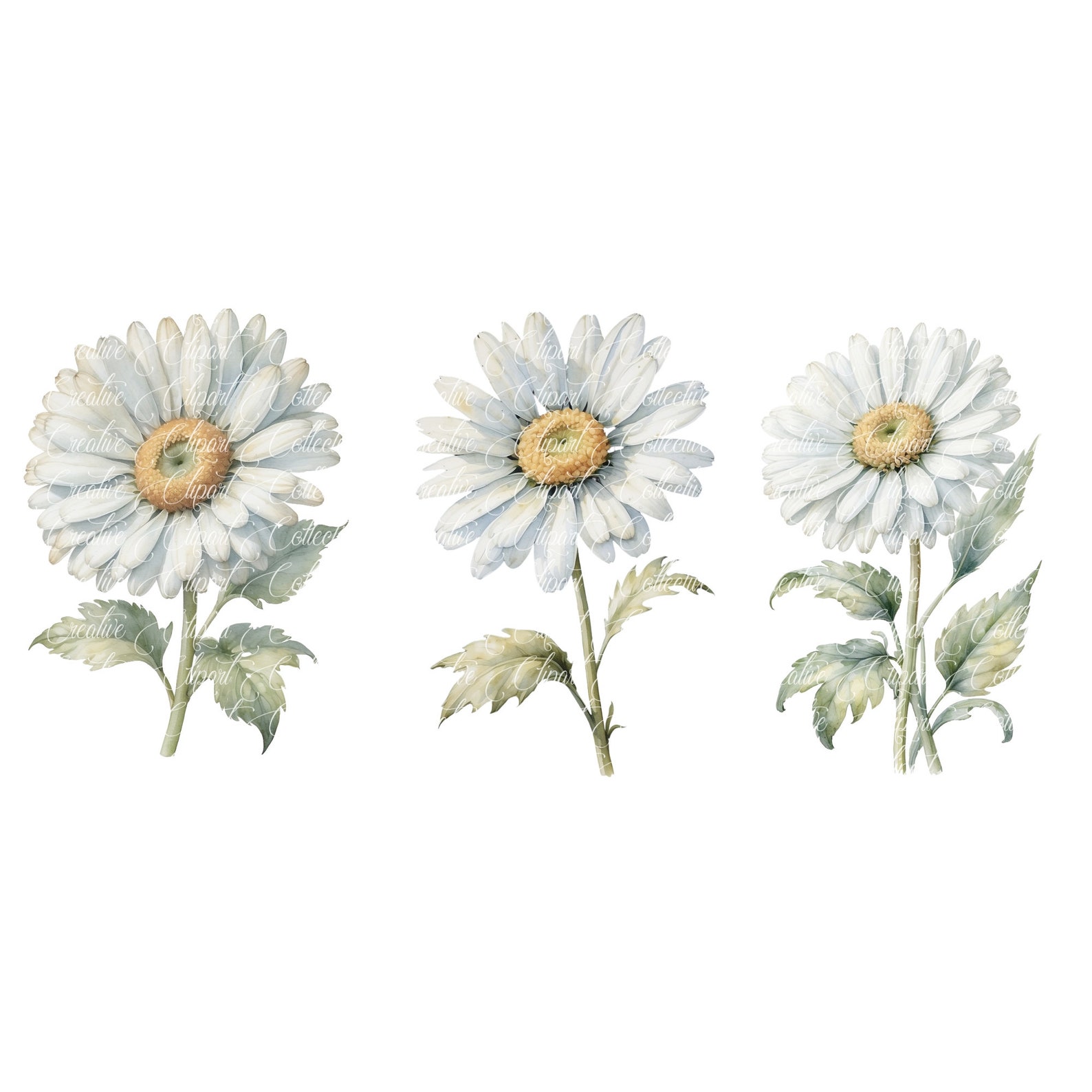 12 Watercolor Daisy Clipart, Daisy Flower, Daisy Clipart, Scrapbook ...